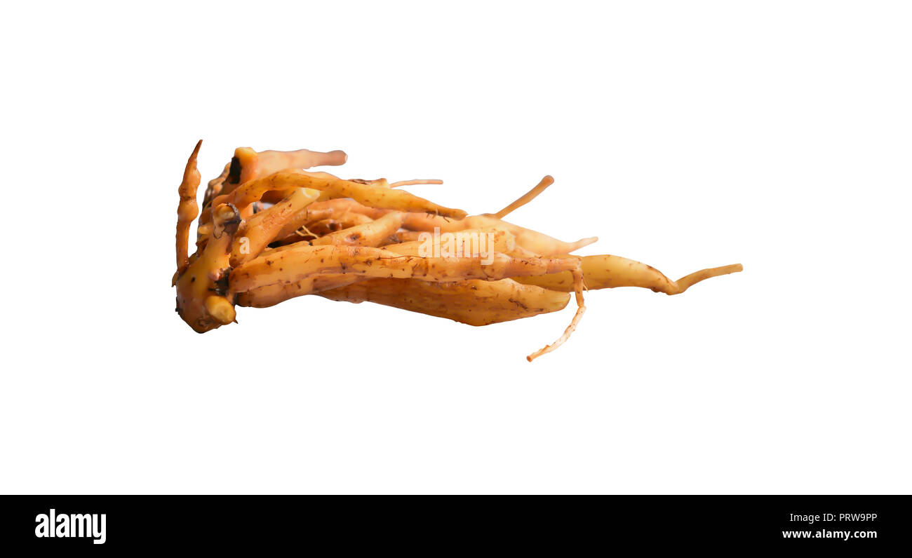 Boesenbergia rotunda (L.) Mansf. (Finger Root) on white Background with ...