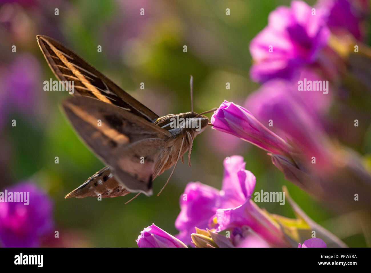 White-lined Sphinx Moth, (Hyles lineata), on Colorado Four O'clock ...