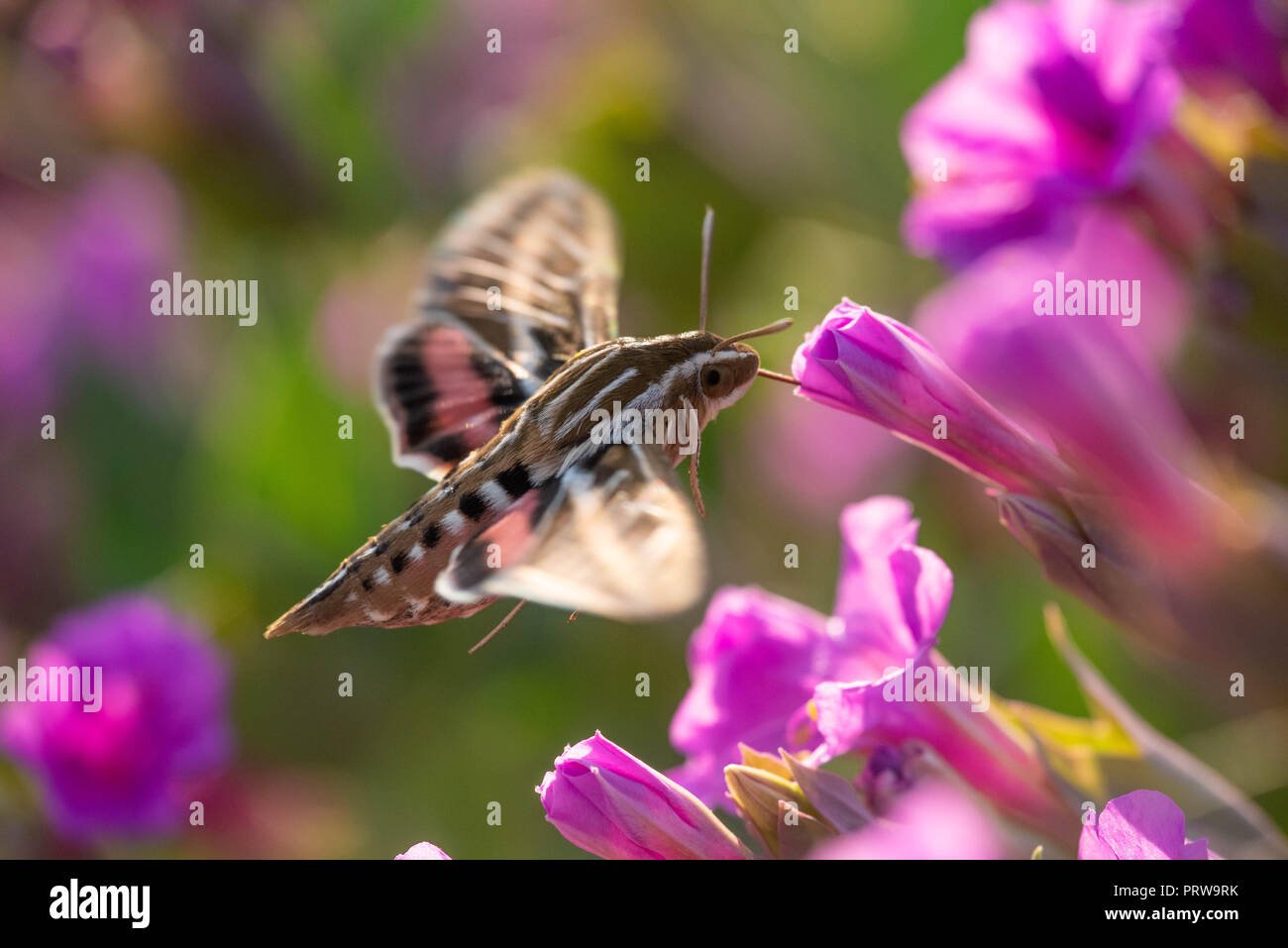 White-lined Sphinx Moth, (Hyles lineata), on Colorado Four O'clock ...