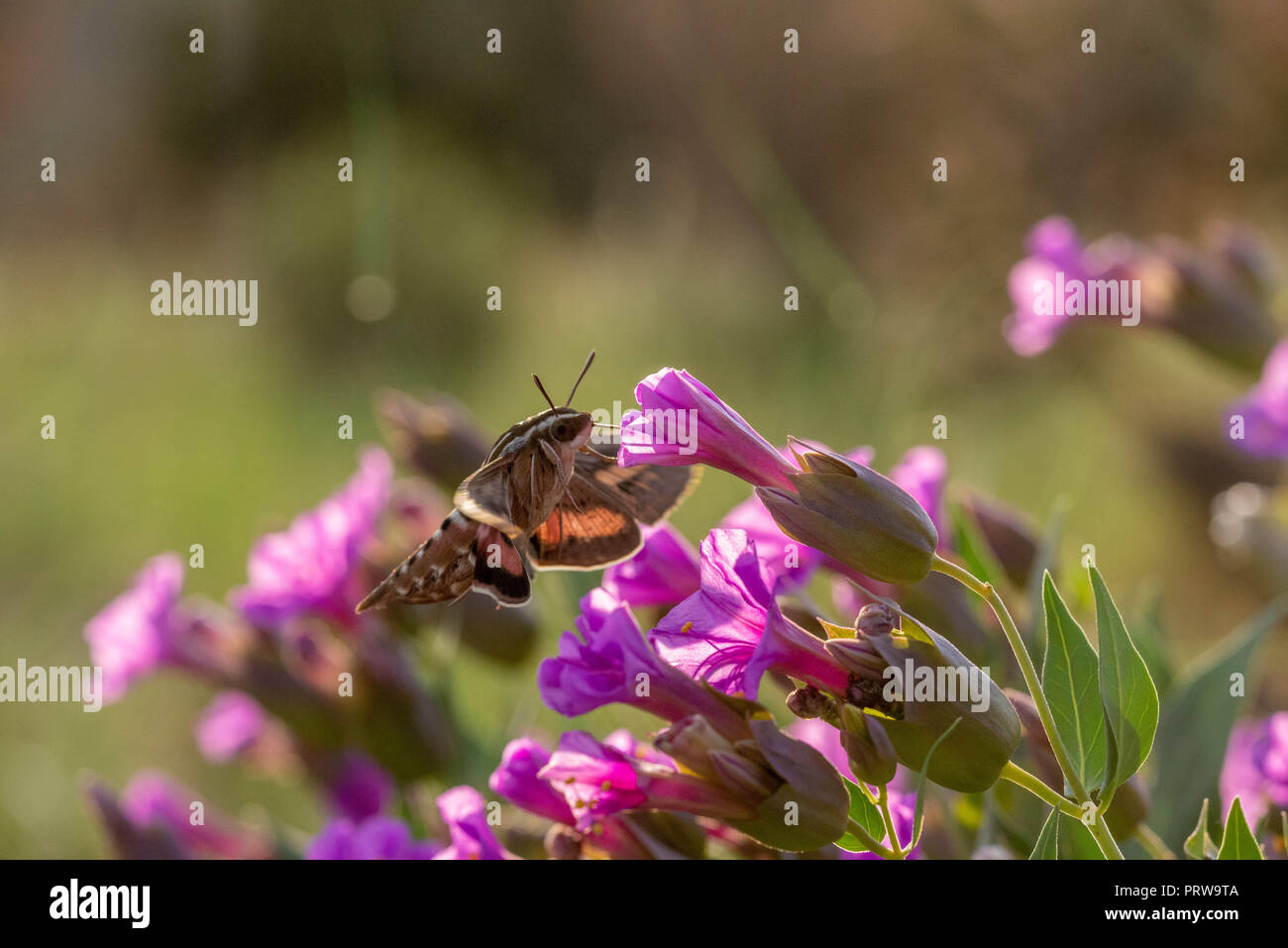 White-lined Sphinx Moth, (Hyles lineata), on Colorado Four O'clock ...
