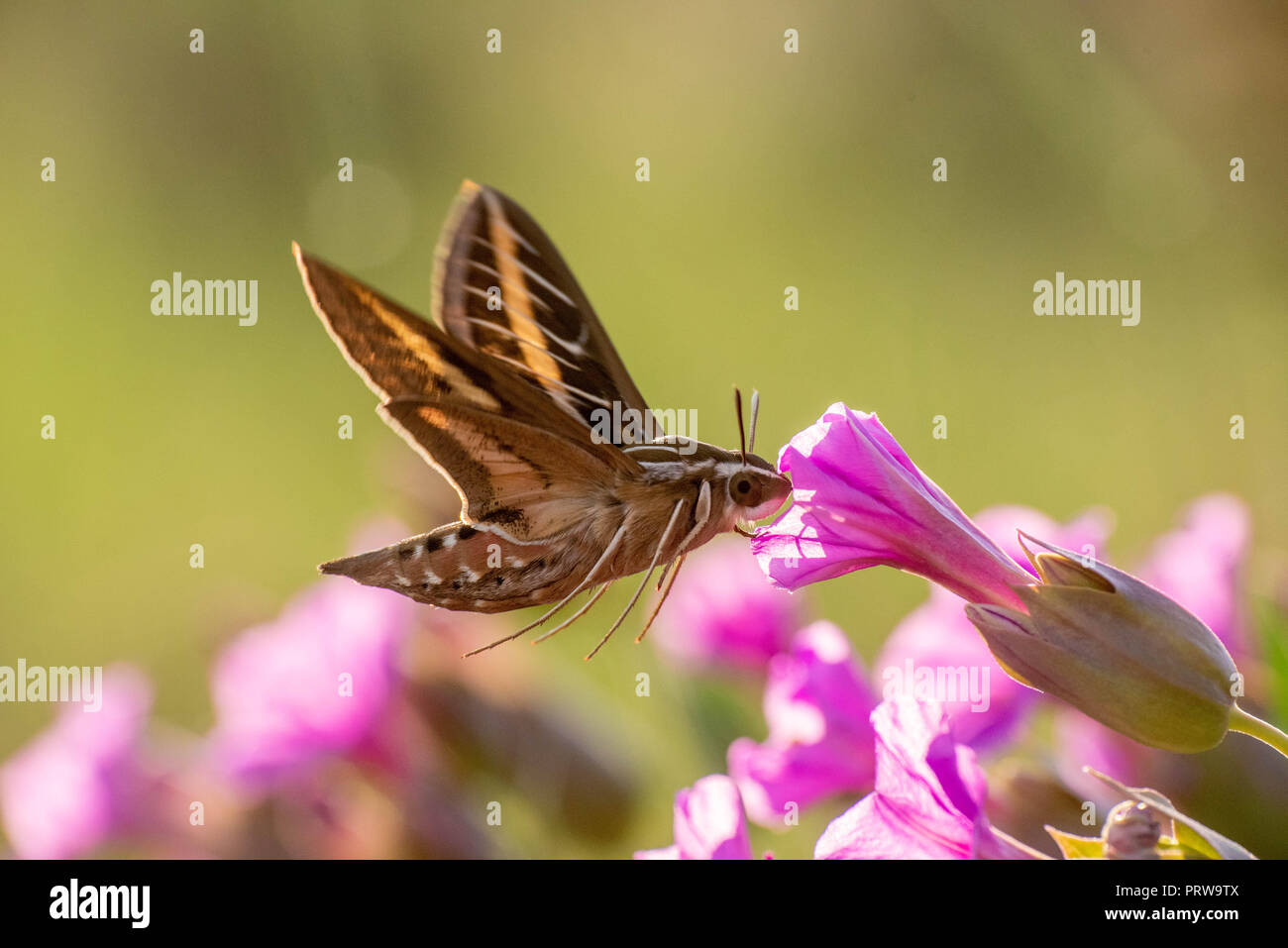 White-lined Sphinx Moth, (Hyles lineata), on Colorado Four O'clock ...