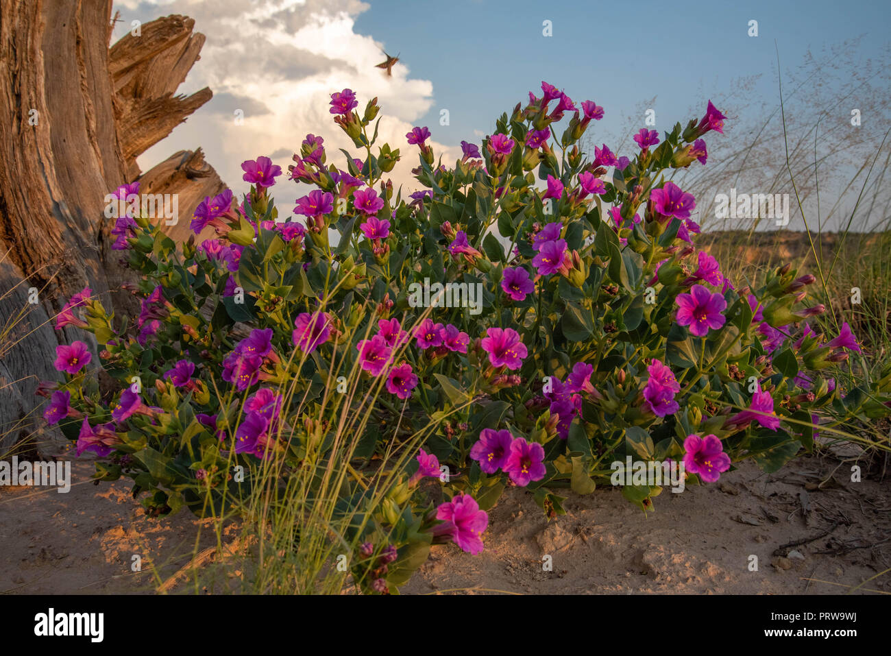 Colorado Four O'clock, (Mirabilis multiflora), Ojito Wilderness, New ...
