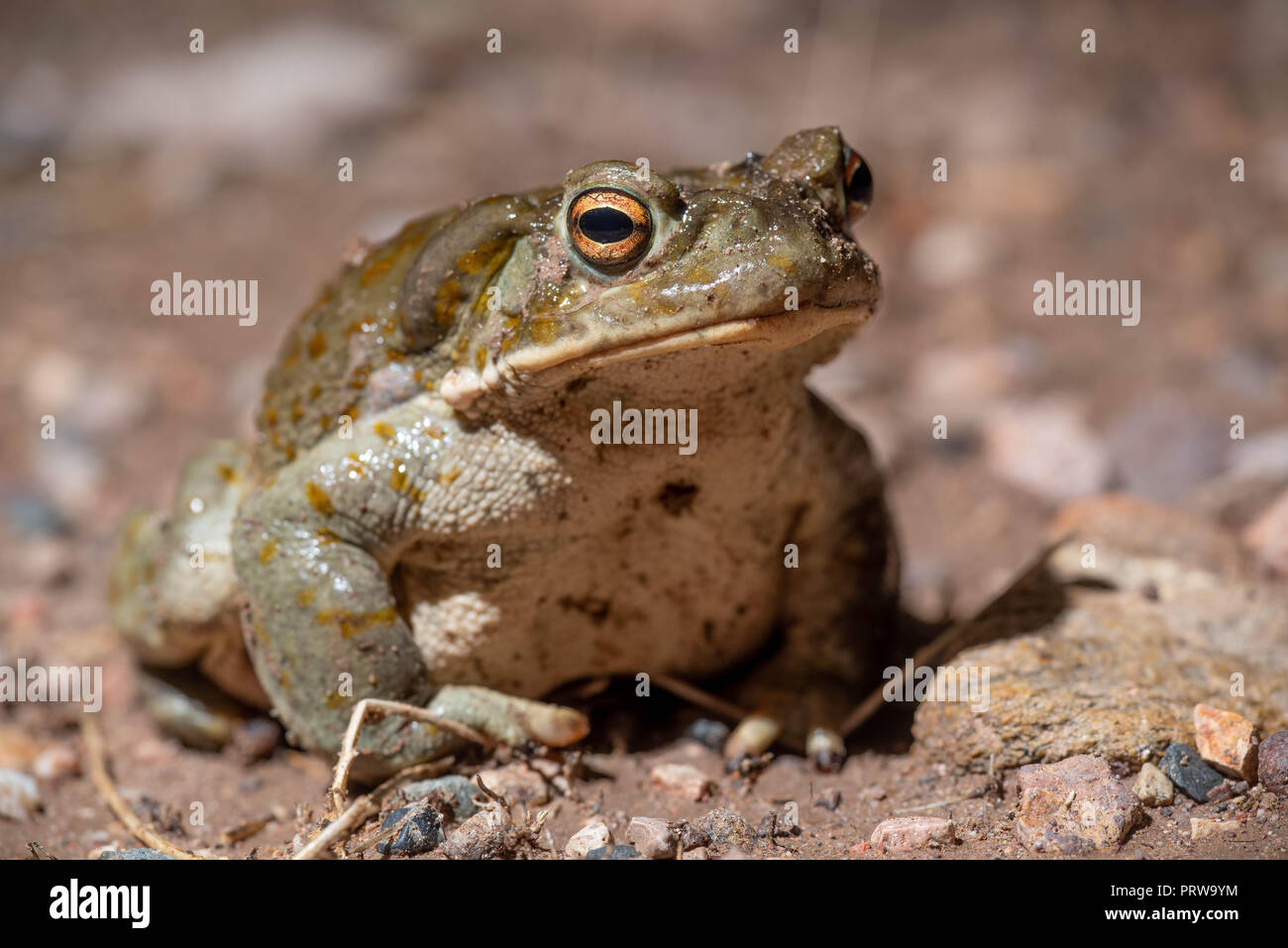 Sonoran Desert Toad High Resolution Stock Photography and Images - Alamy