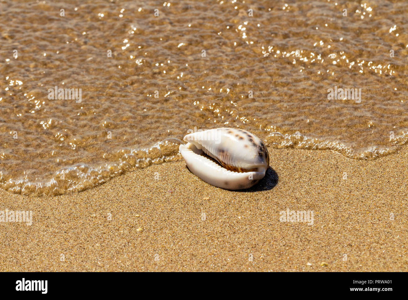 Seashell texture hi-res stock photography and images - Alamy