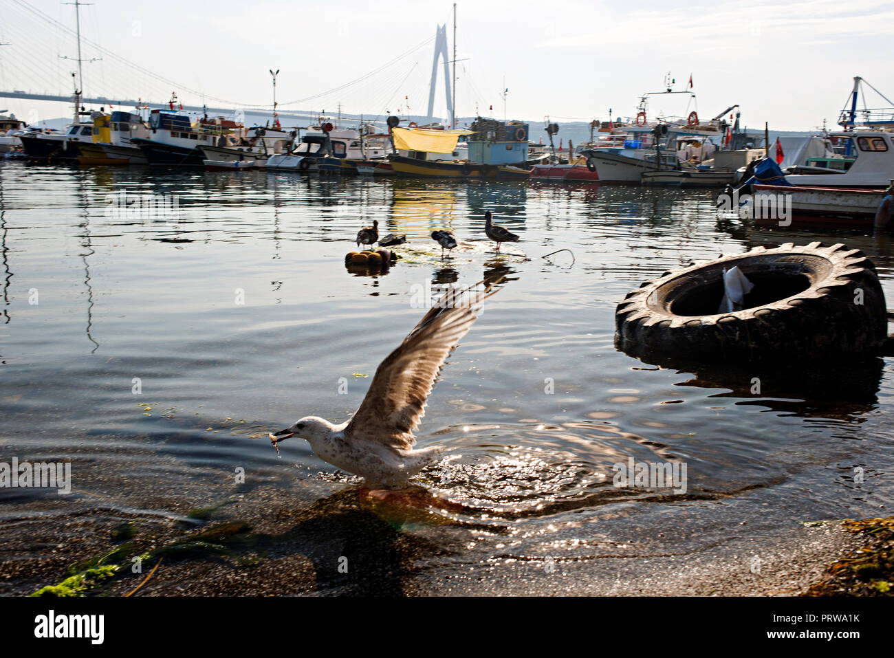 Boats, ducks and a tire in a dirty harbor in Istanbul, Turkey Stock ...