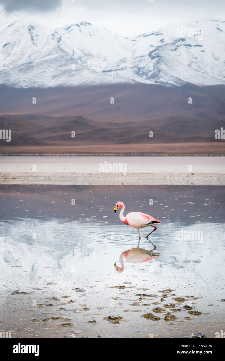The beautiful landscape and wildlife in Bolivia Stock Photo - Alamy