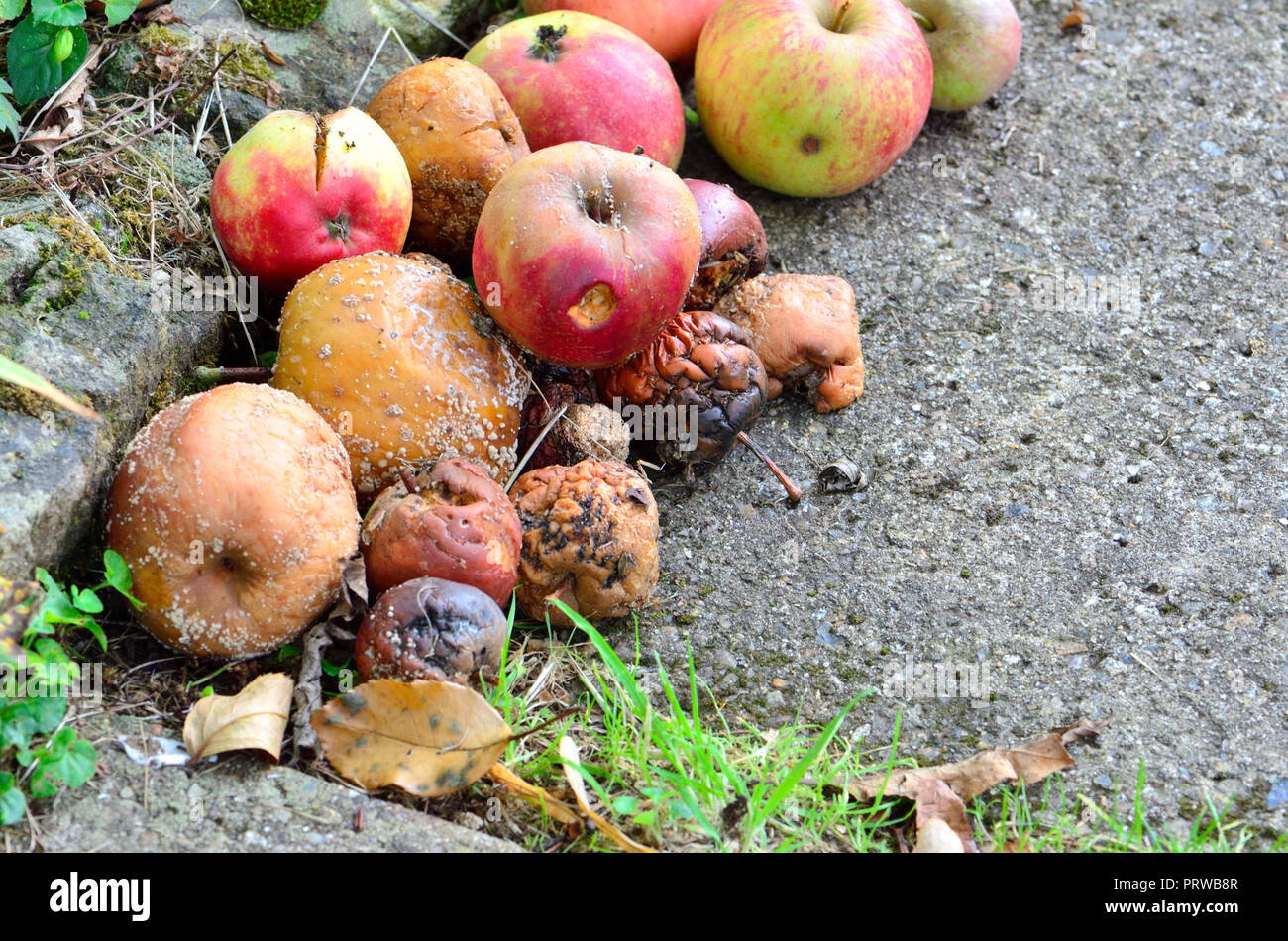 Rotting windfall apples in a garden, Kent, England Stock Photo - Alamy