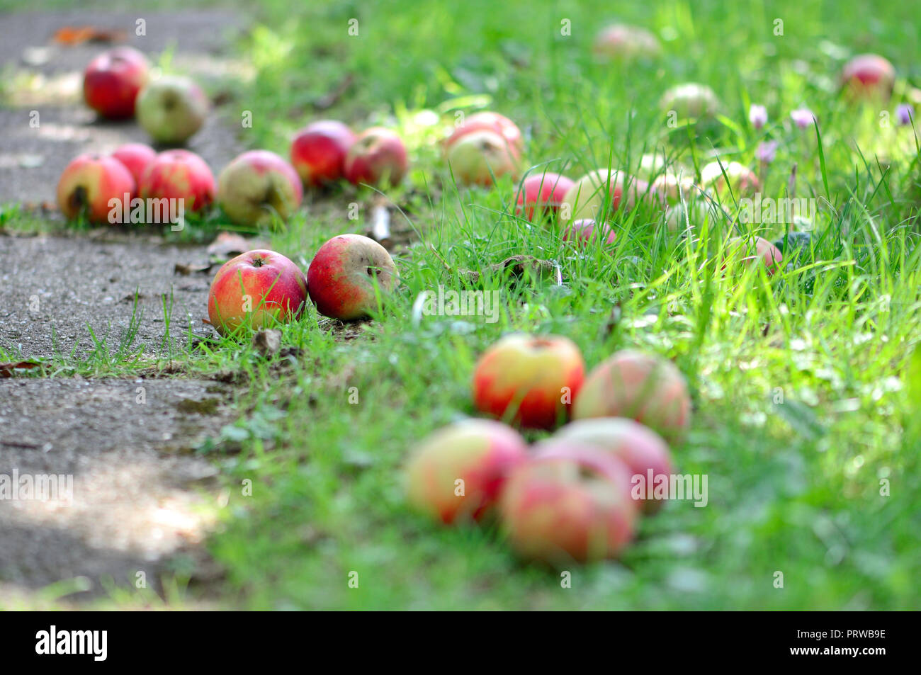 Apples fungus hi-res stock photography and images - Alamy