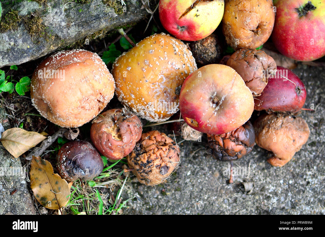 Rotting windfall apples in a garden, Kent, England Stock Photo - Alamy