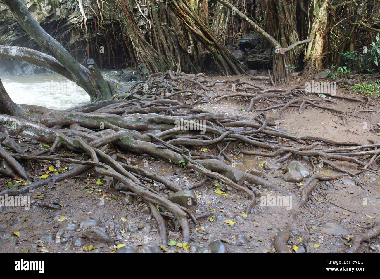 A tangled mass of tree roots on a muddy trail alongside Twin Falls in ...
