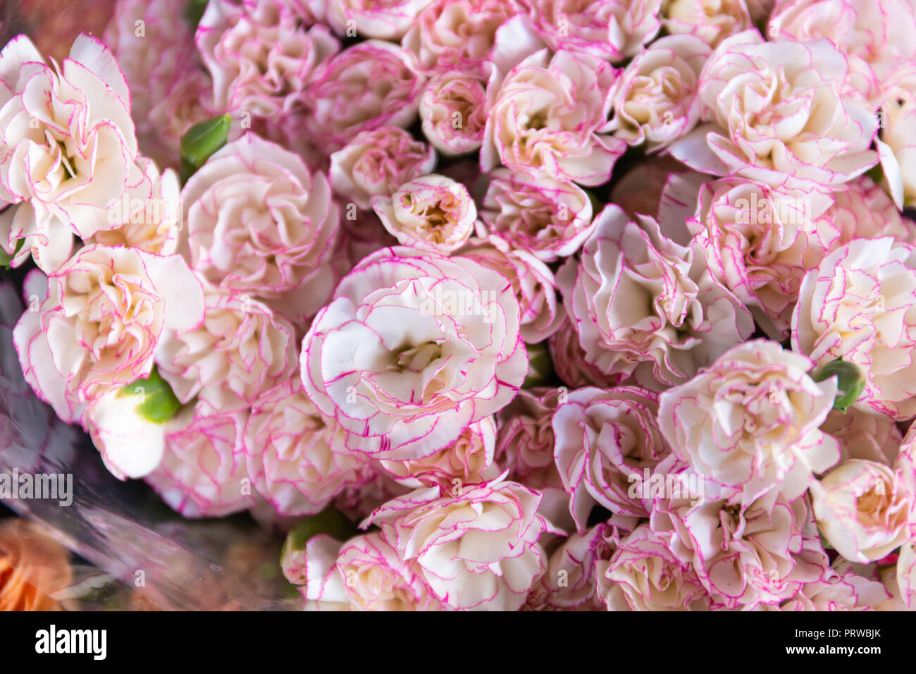 The pink rose in the market, pink rose background Stock Photo - Alamy