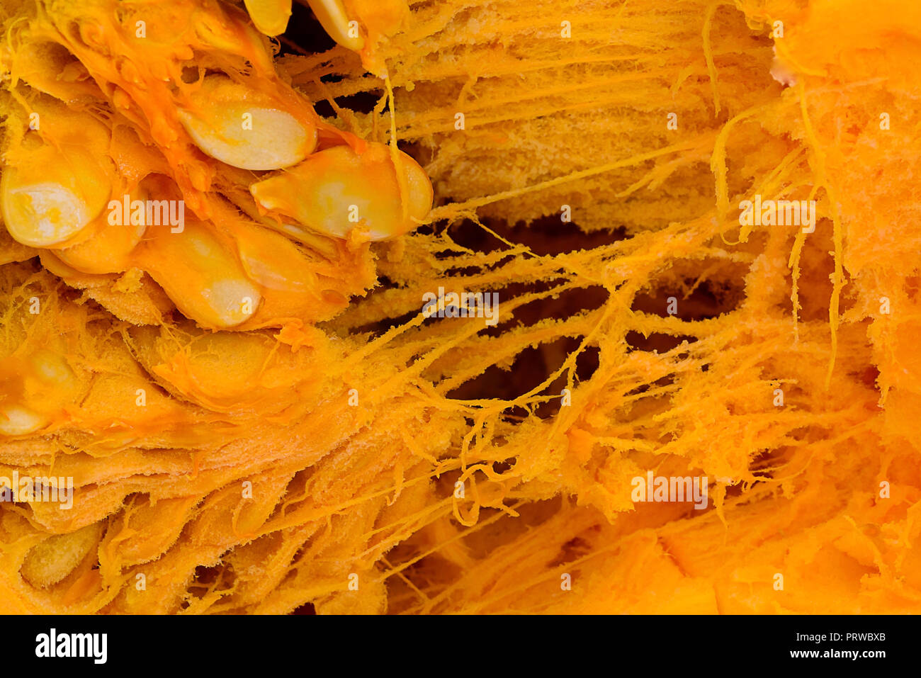 Pumpkin seeds close up, fibers are orange, the structure inside the ...