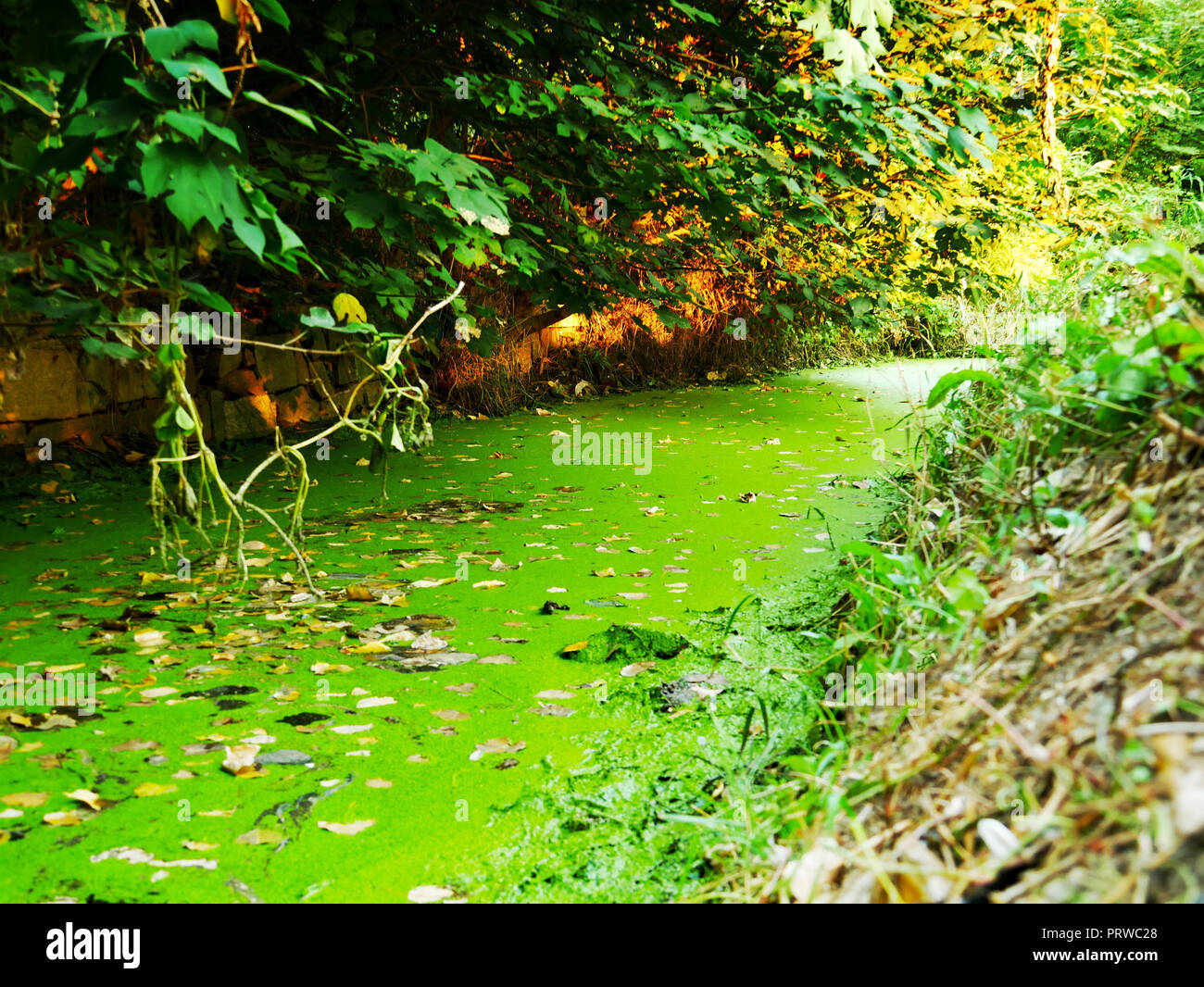 Algae in stream Stock Photo - Alamy