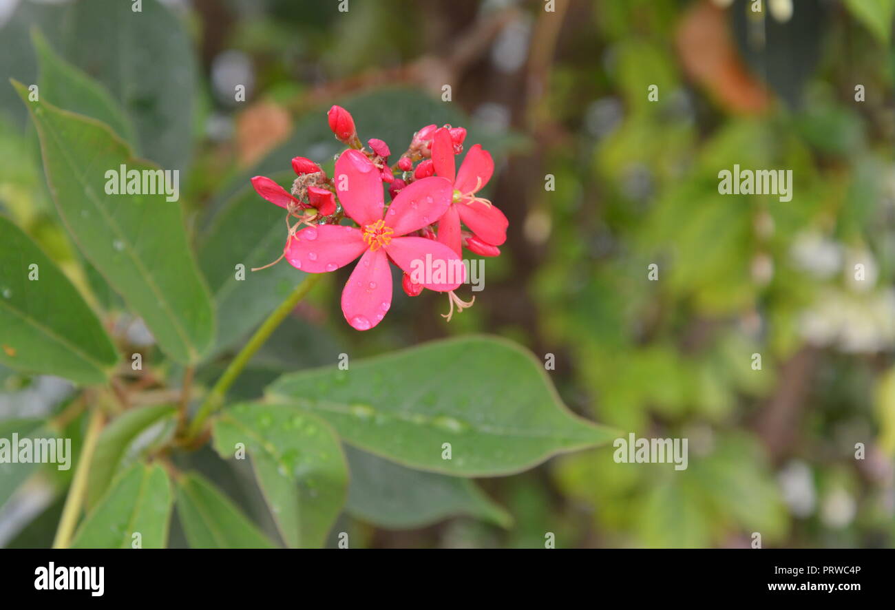 Closeup peregrina spicy jatropha flower hi-res stock photography and ...