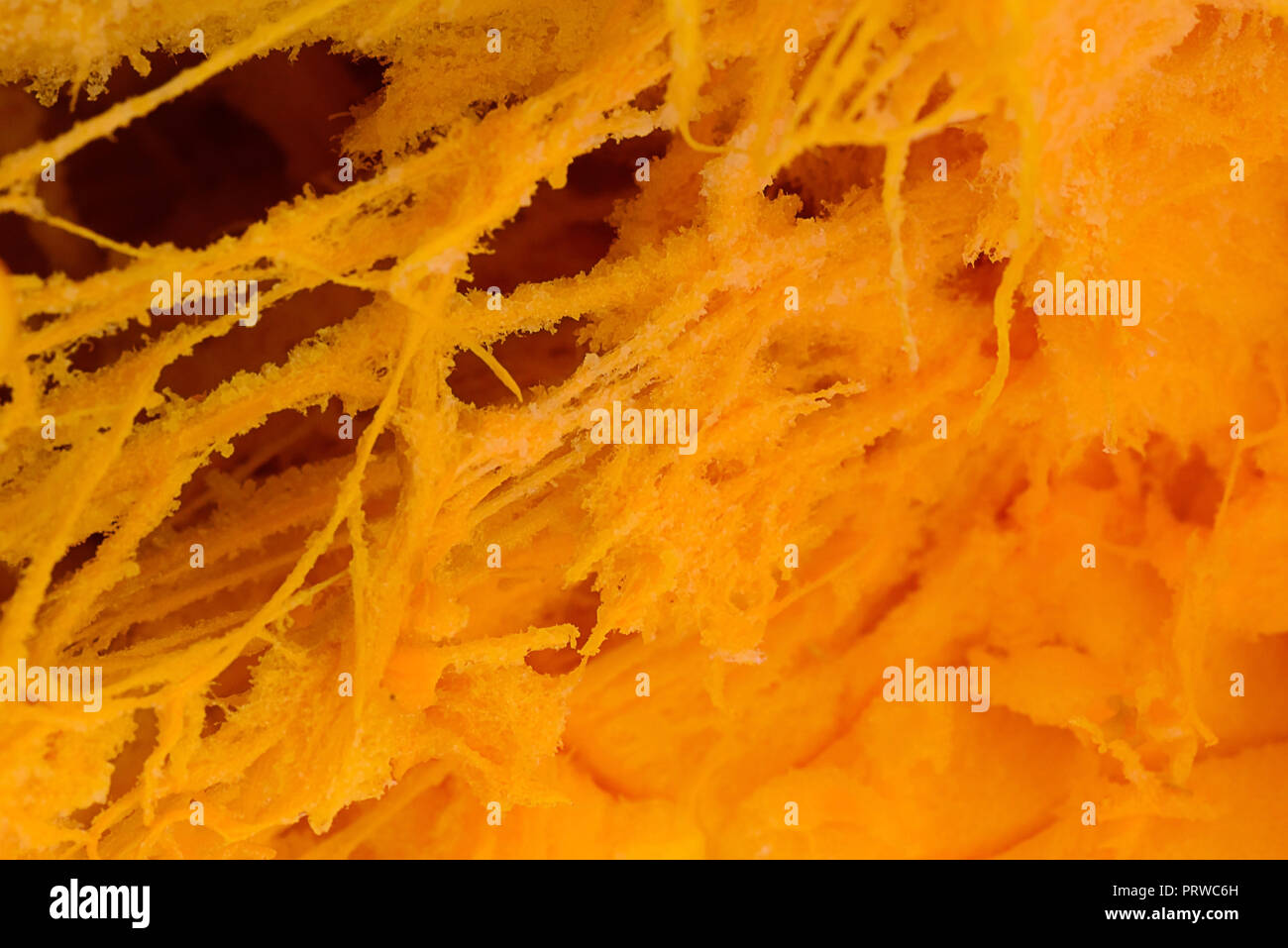 fibers of the pumpkin core, varjnm in the middle of the pumpkin Stock ...
