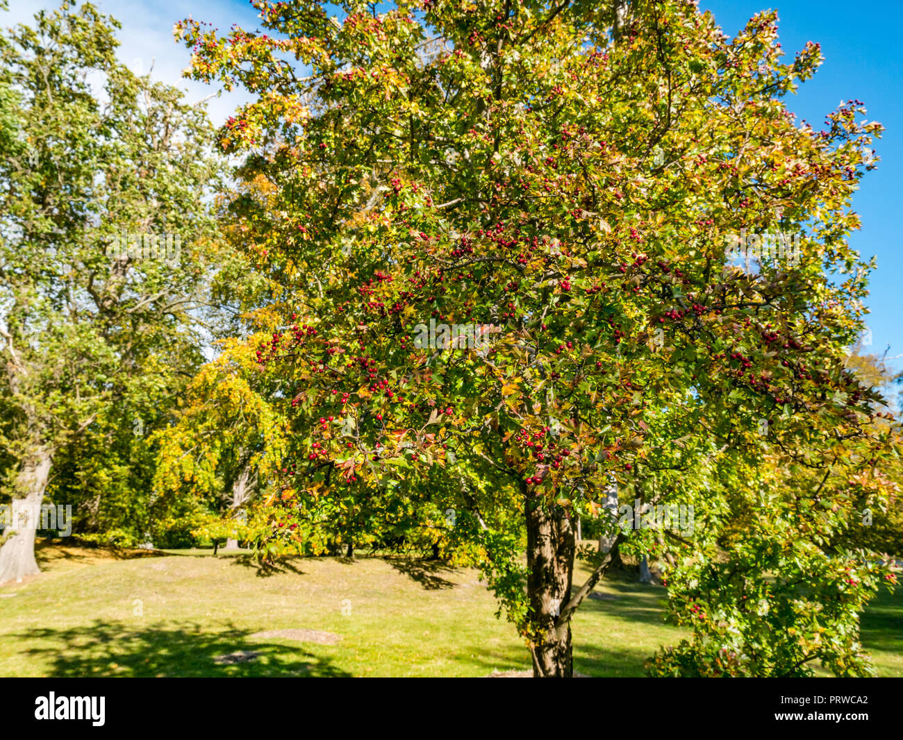 Red hawthorn berries on tree, Crataegus, in Autumn sunlight, Gosford ...