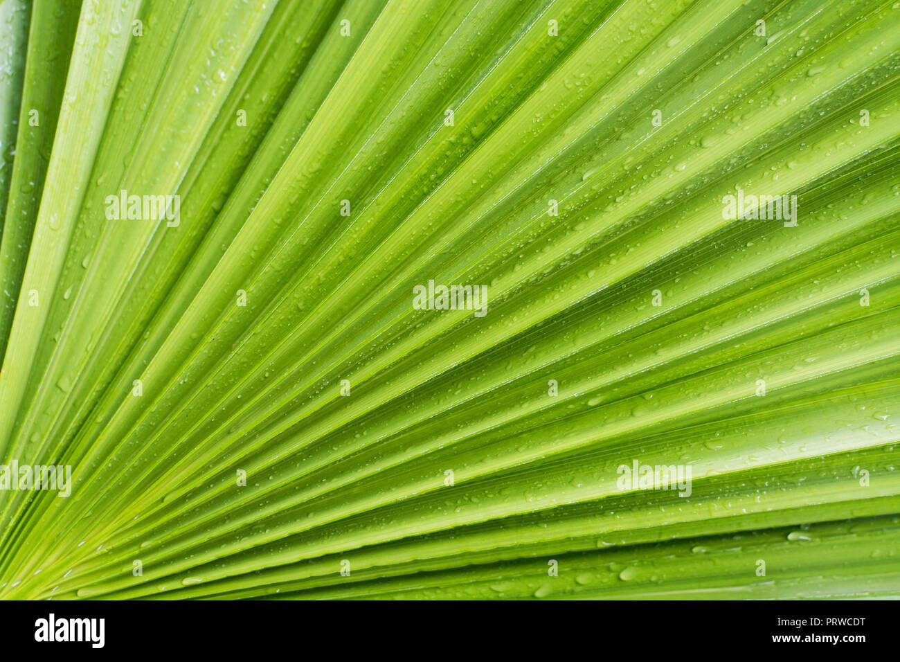 Date palm tree leaf texture hi-res stock photography and images - Alamy