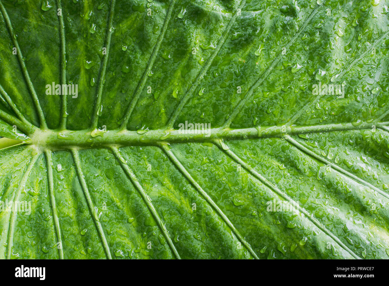 Close-up of green tropical plant leaf, natural texture Stock Photo - Alamy