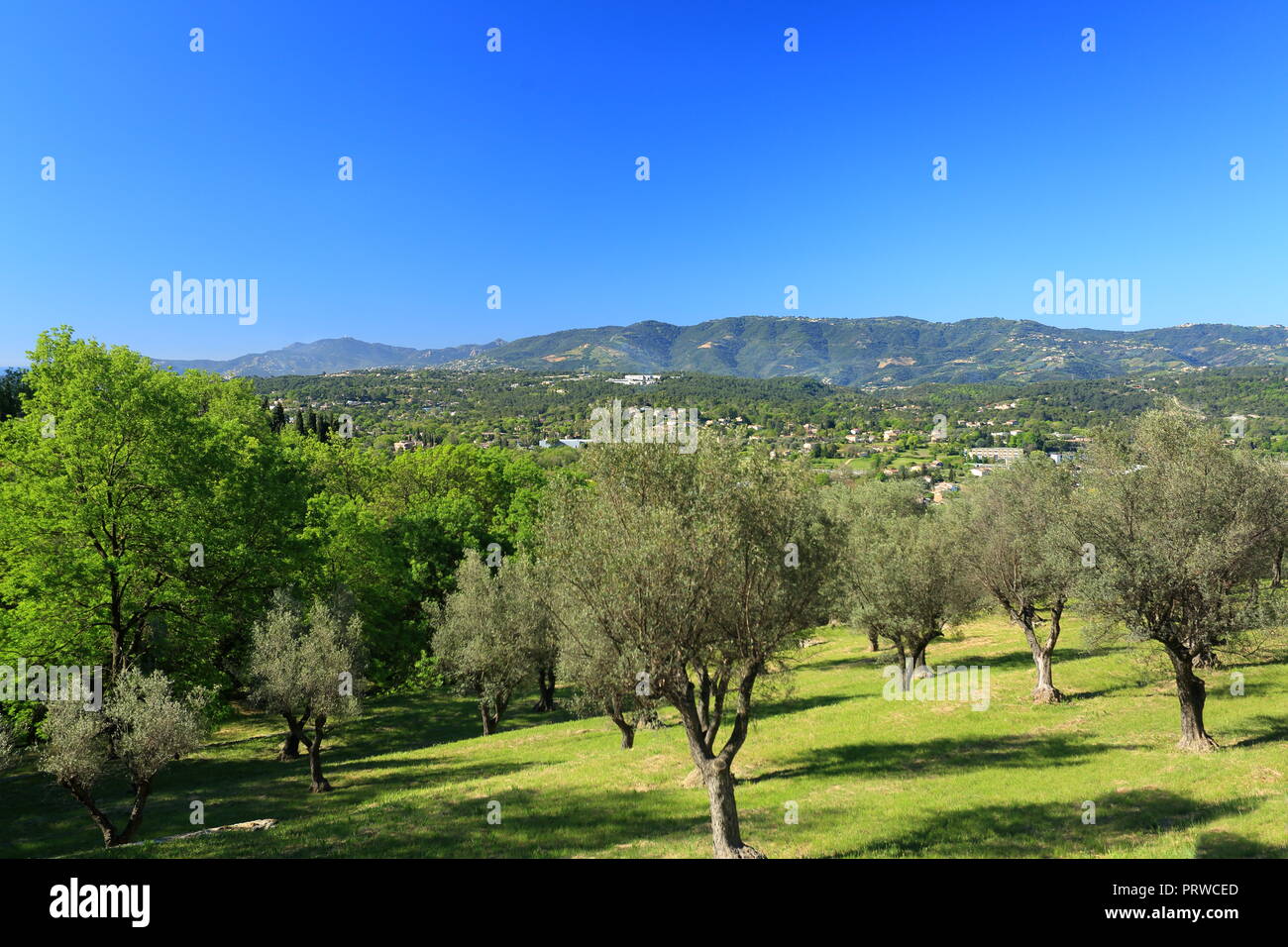 Olive tree fields, Oliveraie de l'arriere pays Grassois, 06, Alpes ...