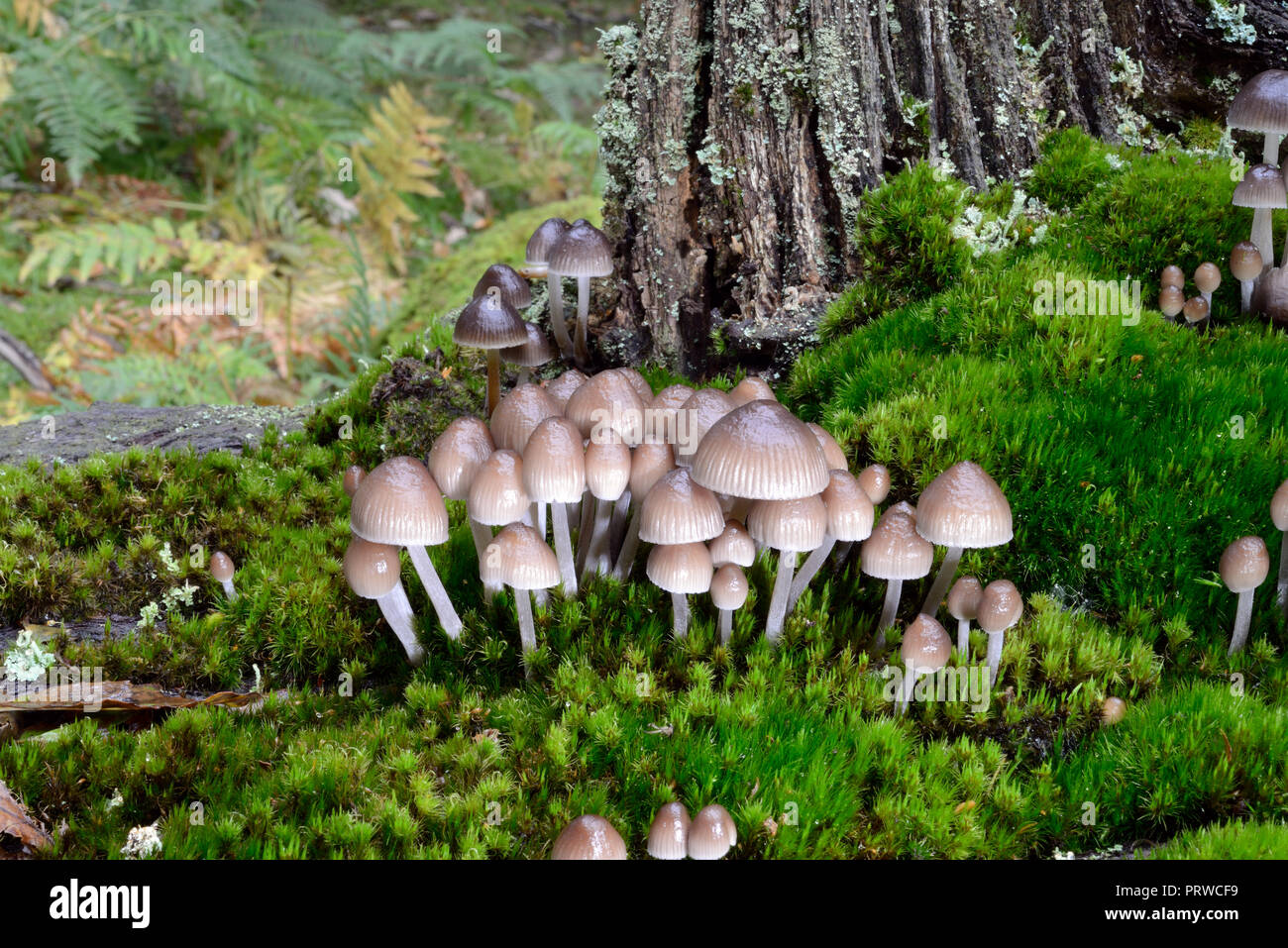 Clustered bonnet mycena inclinata hi-res stock photography and images ...
