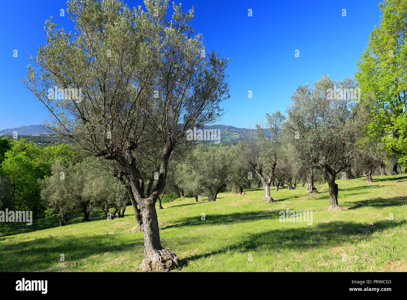 Olive tree fields, Oliveraie de l'arriere pays Grassois, 06, Alpes ...