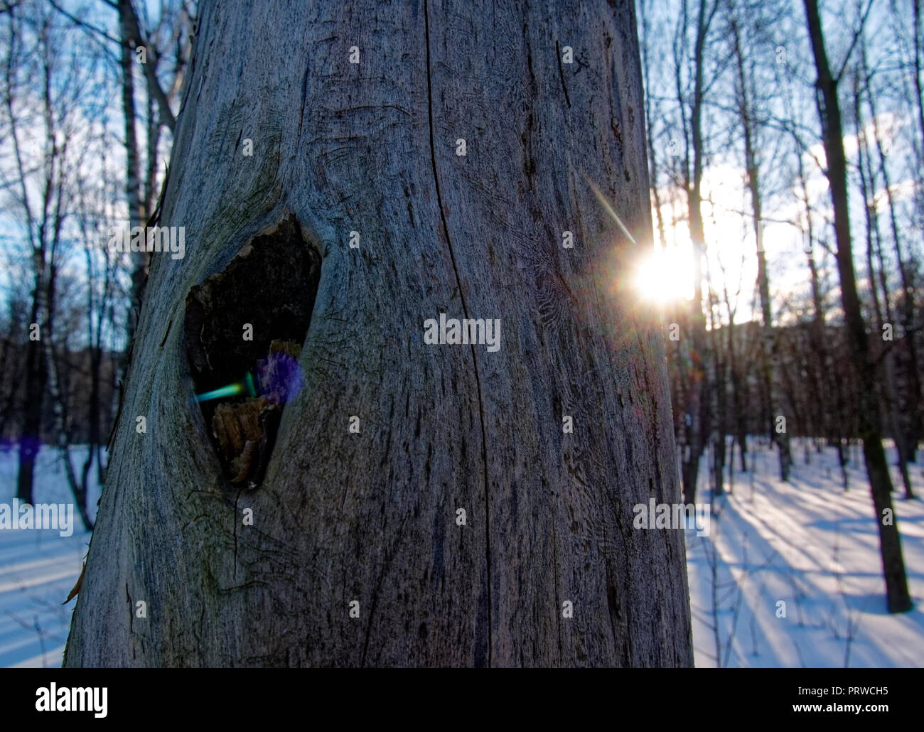 the light of the sun around the trunk of the tree, spring Stock Photo ...