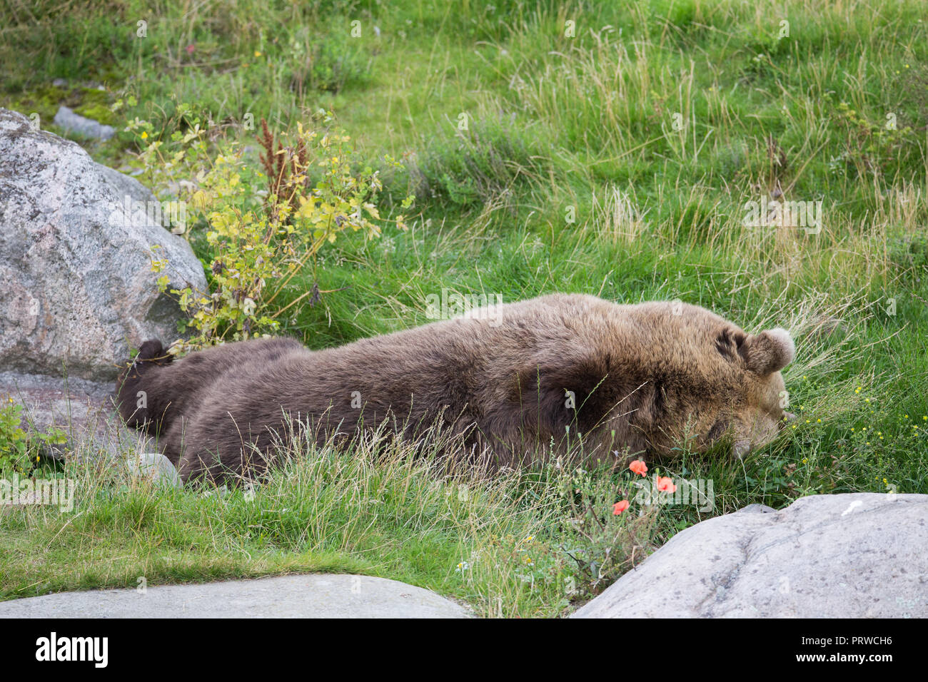Brown bear resting on grass Stock Photo - Alamy