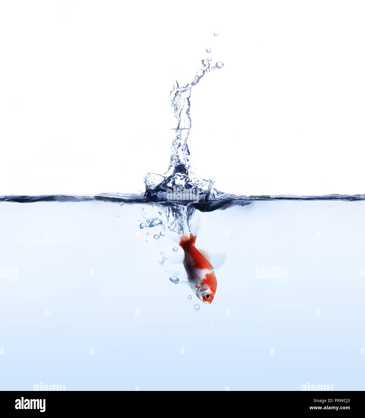 Goldfish jumping hi-res stock photography and images - Alamy