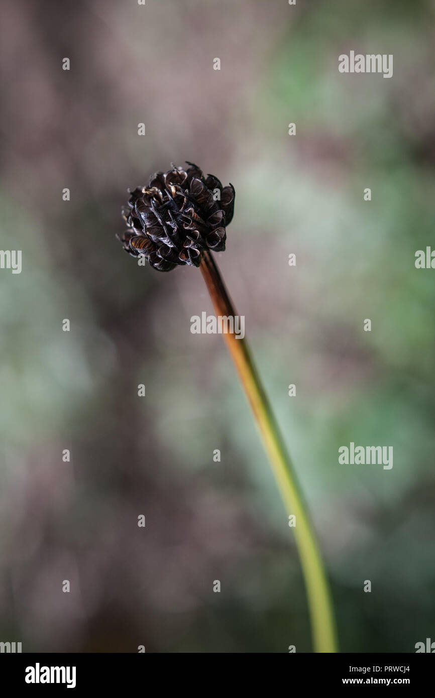 Dry flower stem Stock Photo - Alamy