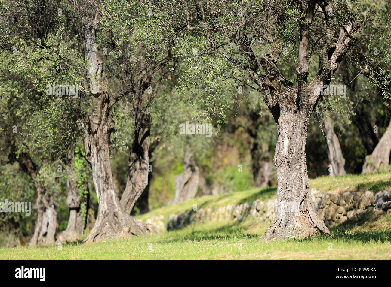 Olive tree fields, Oliveraie de l'arriere pays Grassois, 06, Alpes ...