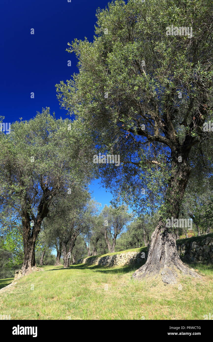 Olive tree fields, Oliveraie de l'arriere pays Grassois, 06, Alpes ...