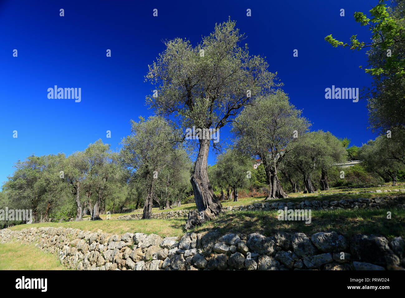 Olive tree around Grassois, 06, Alpes-Maritimes, PACA Stock Photo - Alamy
