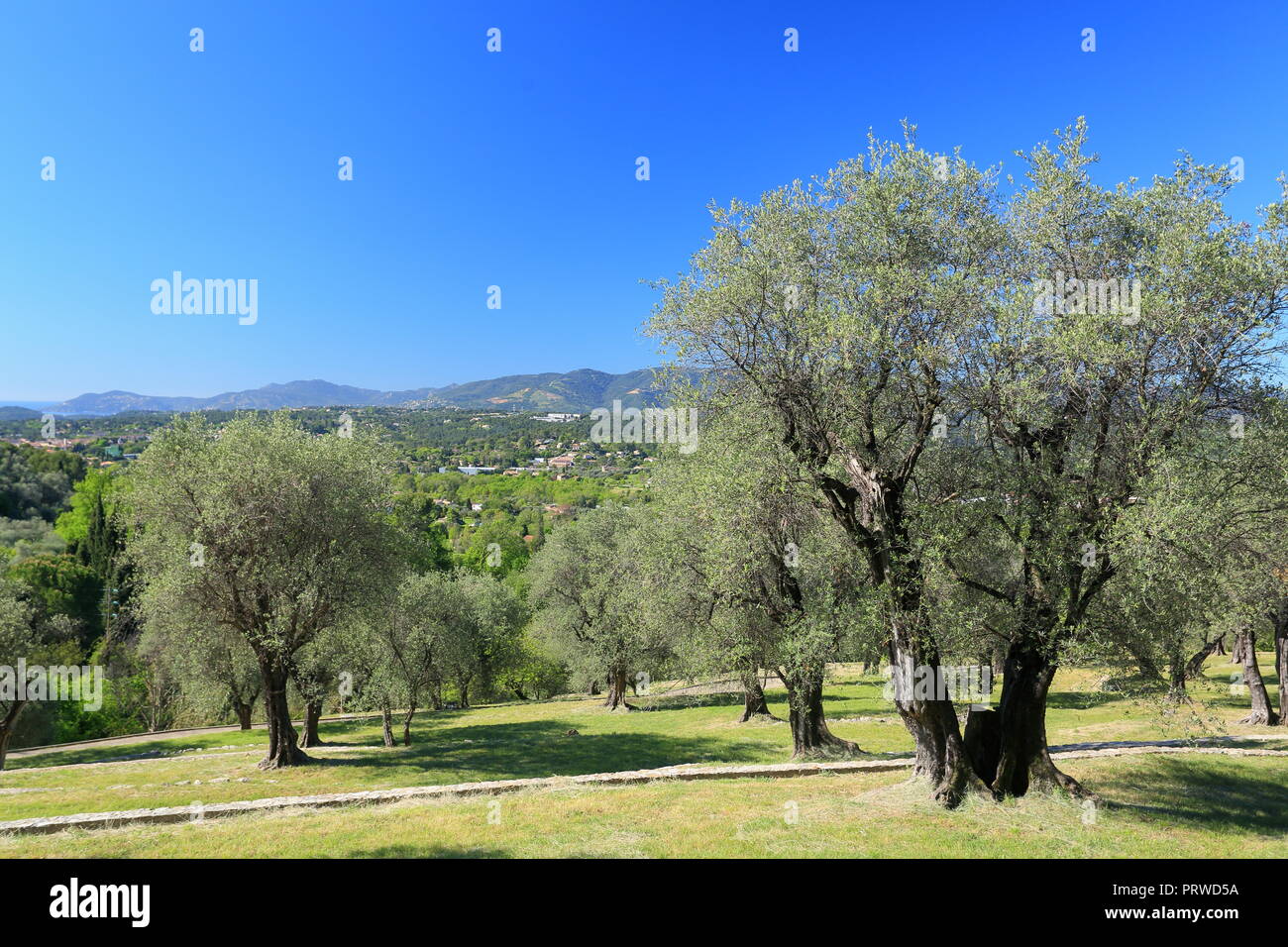 Olive tree around Grassois, 06, Alpes-Maritimes, PACA Stock Photo - Alamy
