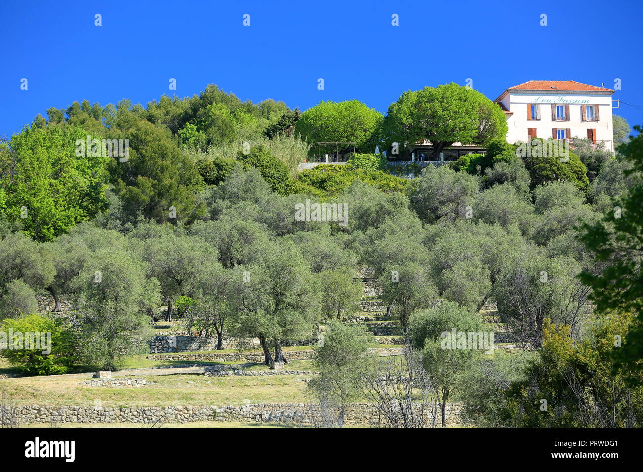 olive tree around Grasse, 06, Alpes-Maritimes, PACA Stock Photo - Alamy