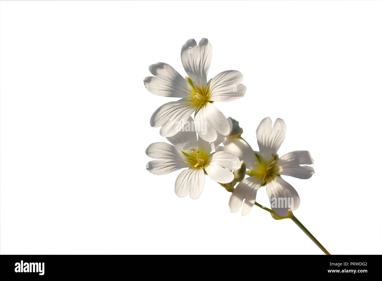 Small branch on white jasmine hi-res stock photography and images - Alamy