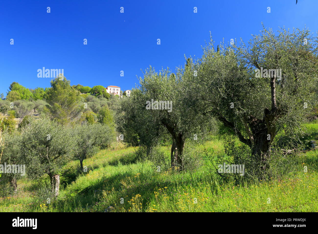 olive tree around Grasse, 06, Alpes-Maritimes, PACA Stock Photo - Alamy