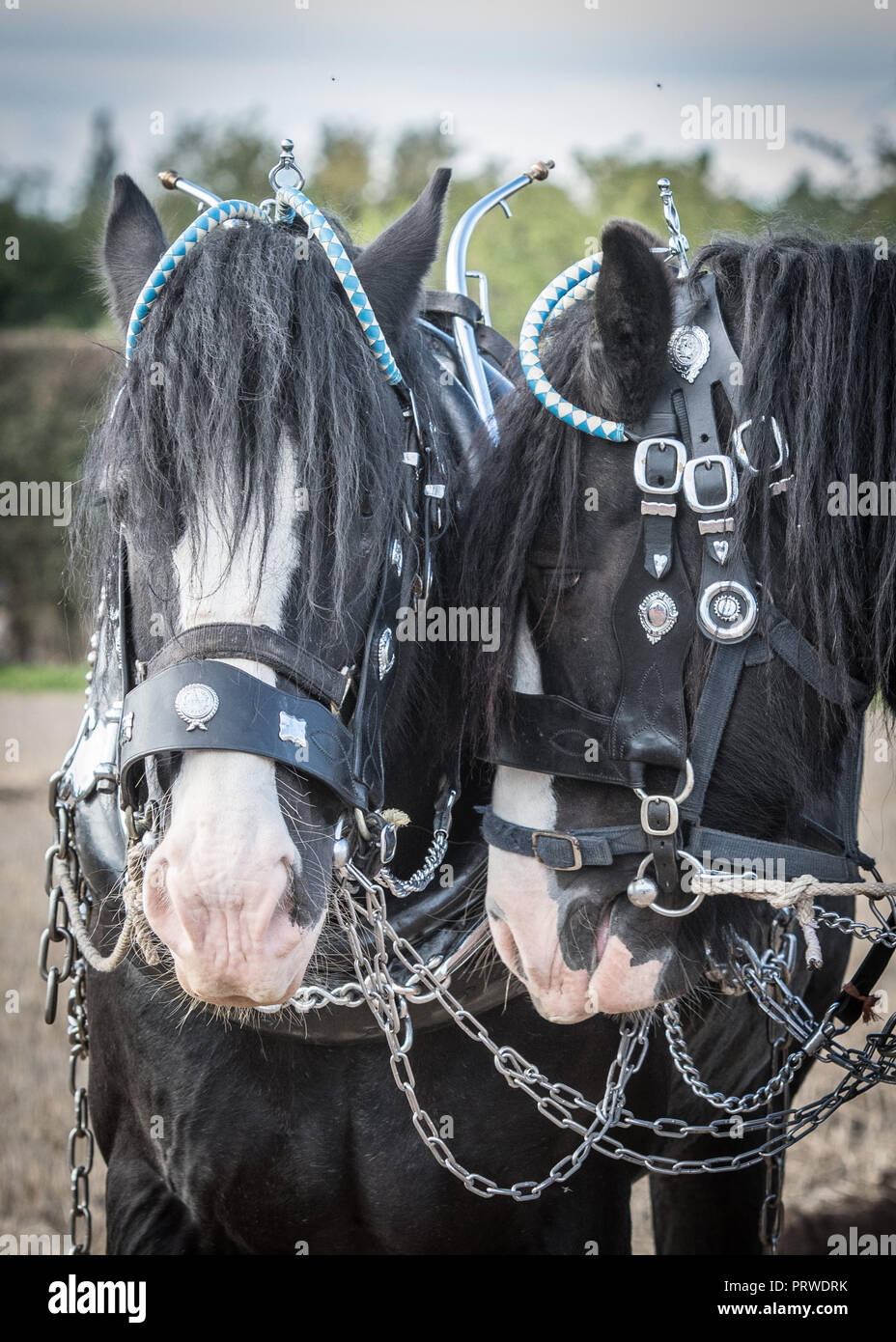 Cheshire Horse Ploughing Match 2018 Stock Photo - Alamy