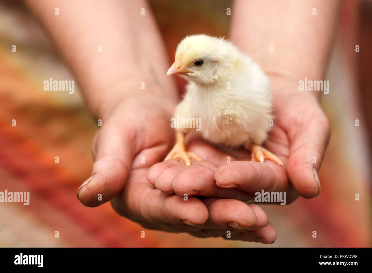 a small chicken sitting on the hands of an adult woman Stock Photo - Alamy