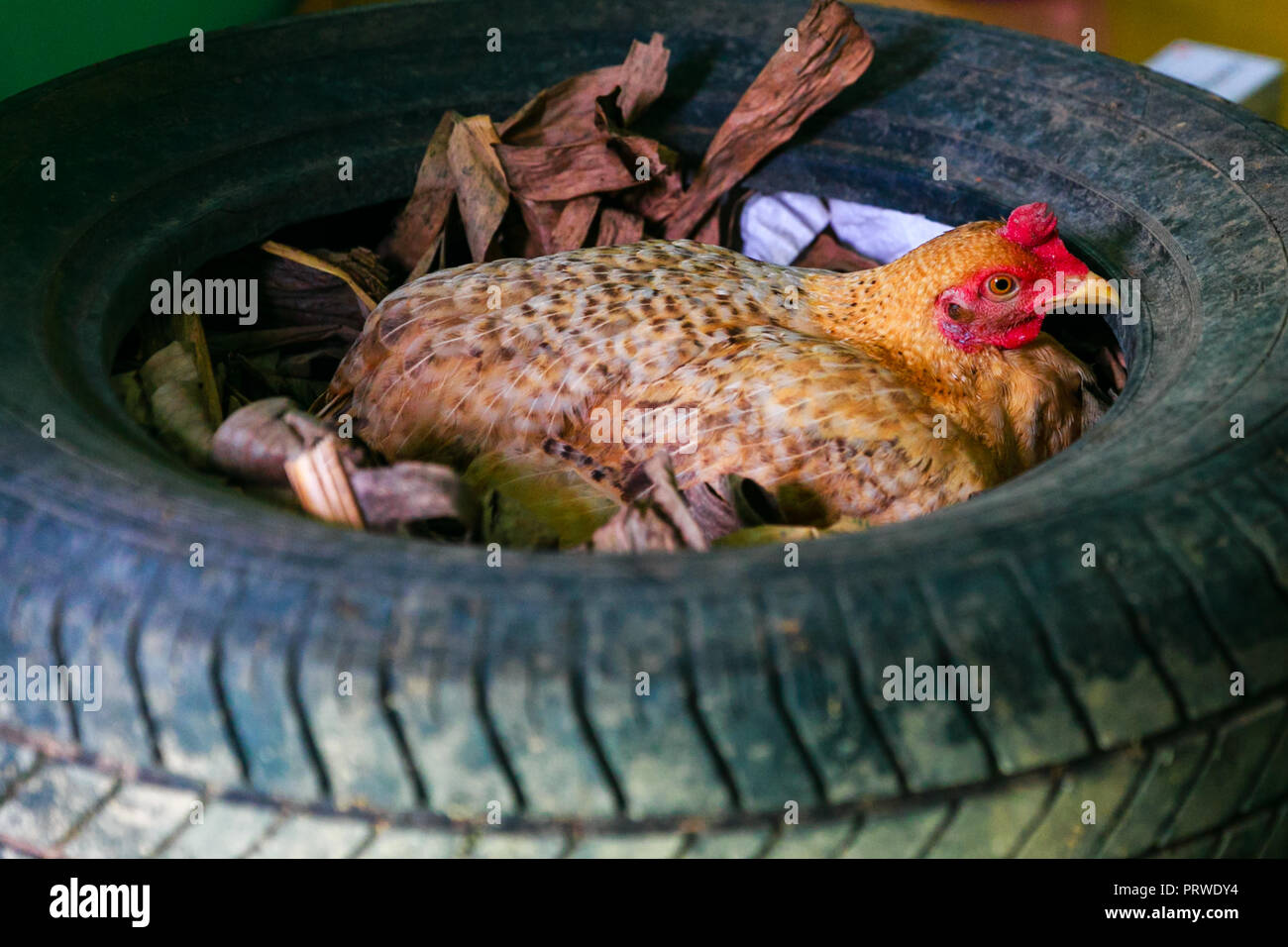 Hen brooding in the tire Stock Photo - Alamy
