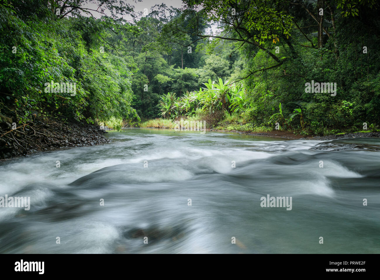 stream in the tropical forest in Bu Gia Map, Vietnam Stock Photo - Alamy