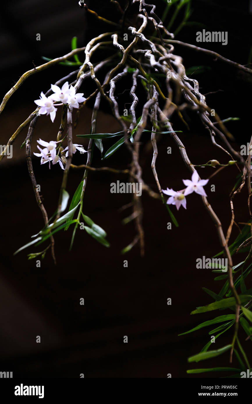 Amazing beauty of tropical rainforest orchids. Dendrobium Primulinum ...