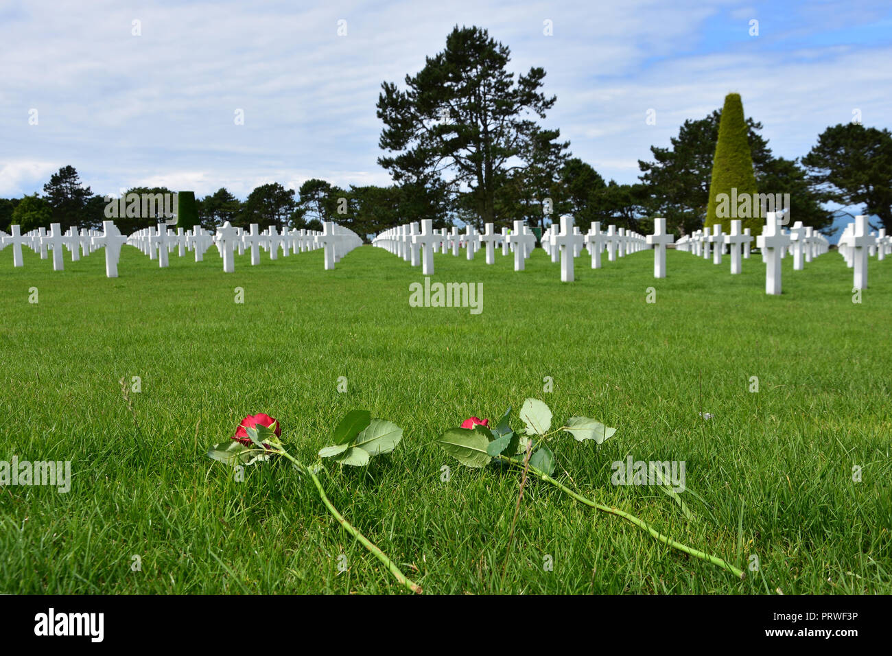 Two red roses lie on the grass. At background - endless lines of white ...