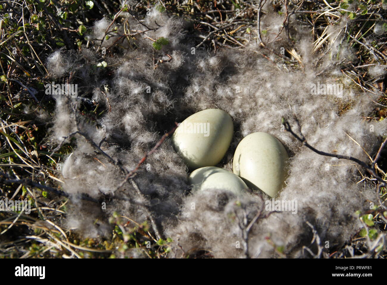 Canada Goose nest with three eggs near Arviat, Nunavut Canada Stock ...