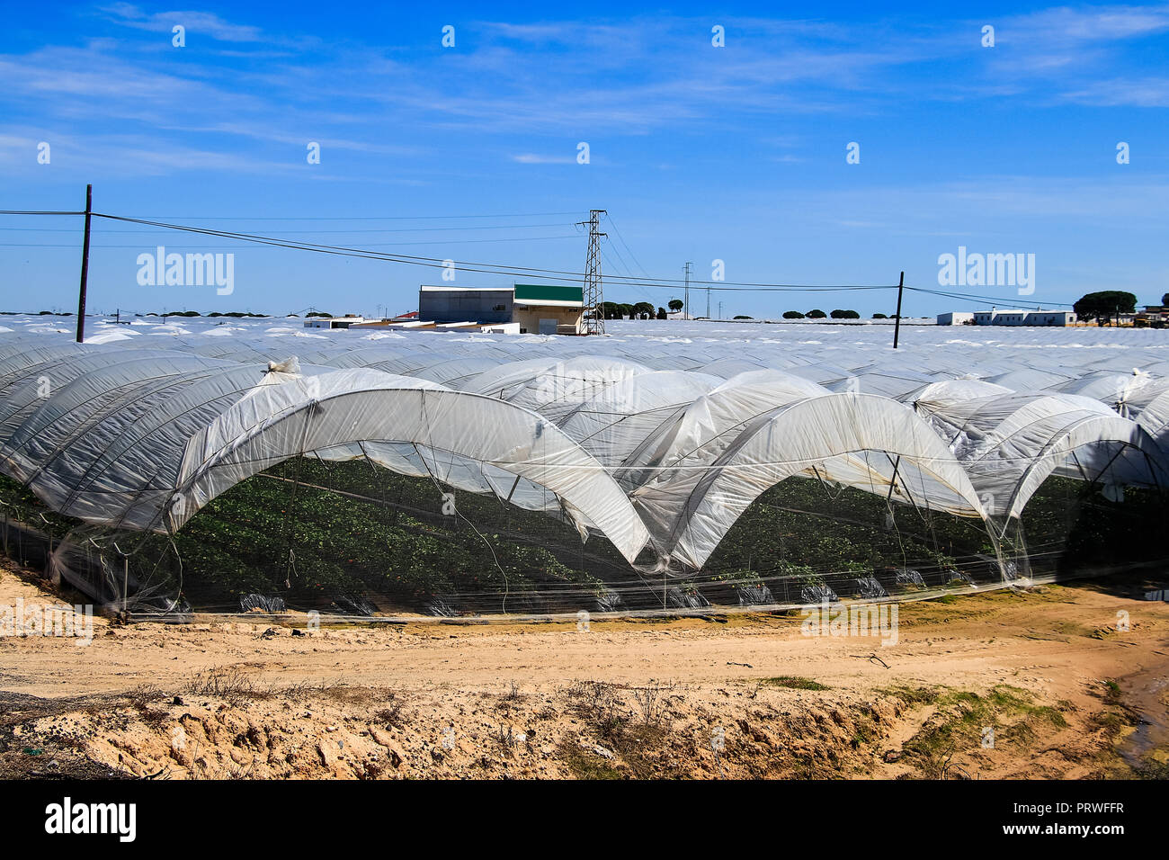 Strawberry crop. Growing strawberries Stock Photo - Alamy