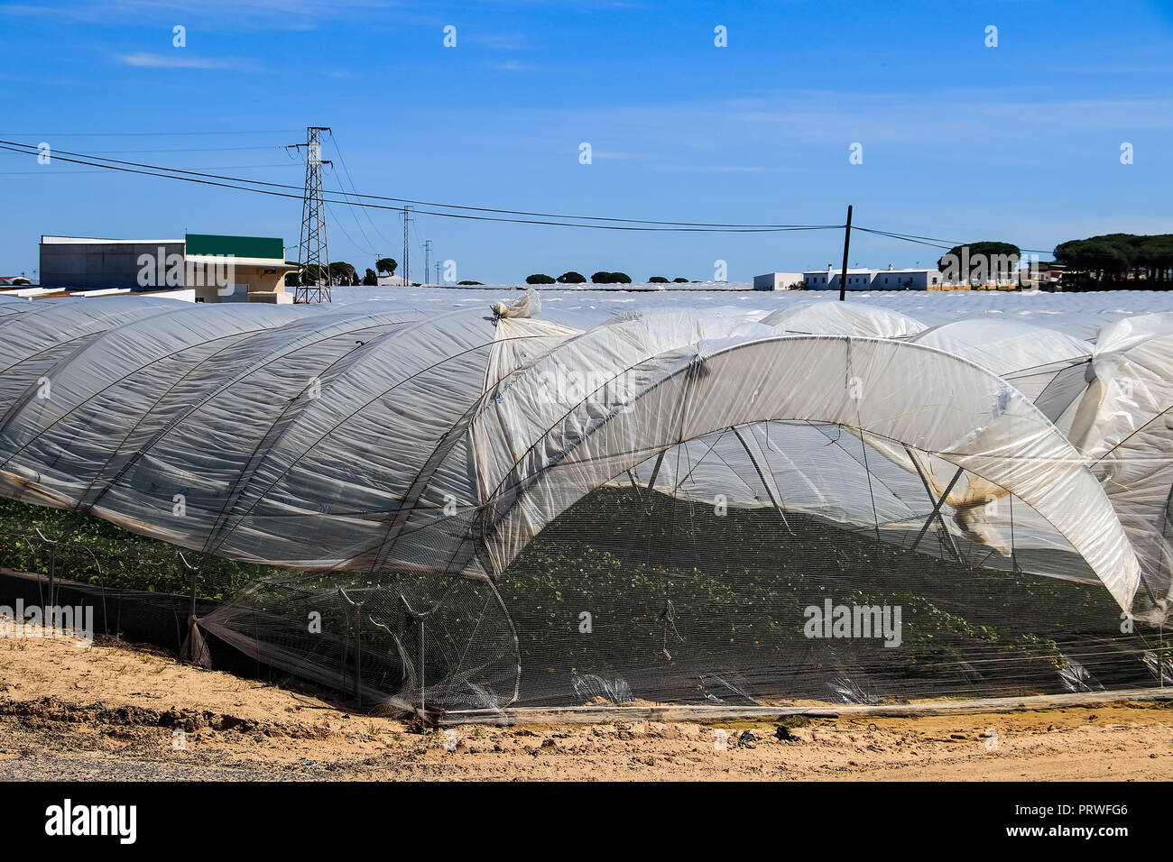 Strawberry crop. Growing strawberries Stock Photo - Alamy