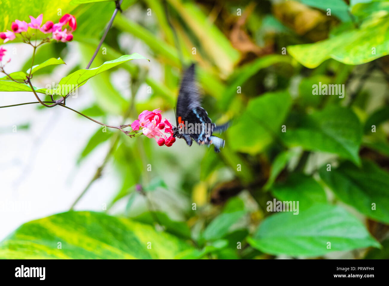 Brown butterfly resting Stock Photo - Alamy