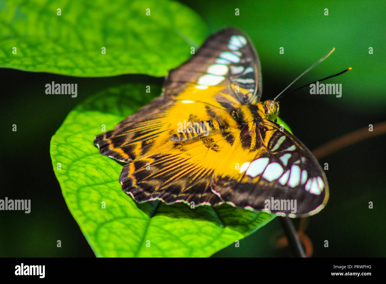 Beautiful butterfly in nature Stock Photo - Alamy