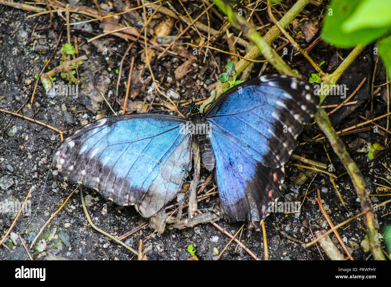 Beautiful butterfly in nature Stock Photo - Alamy