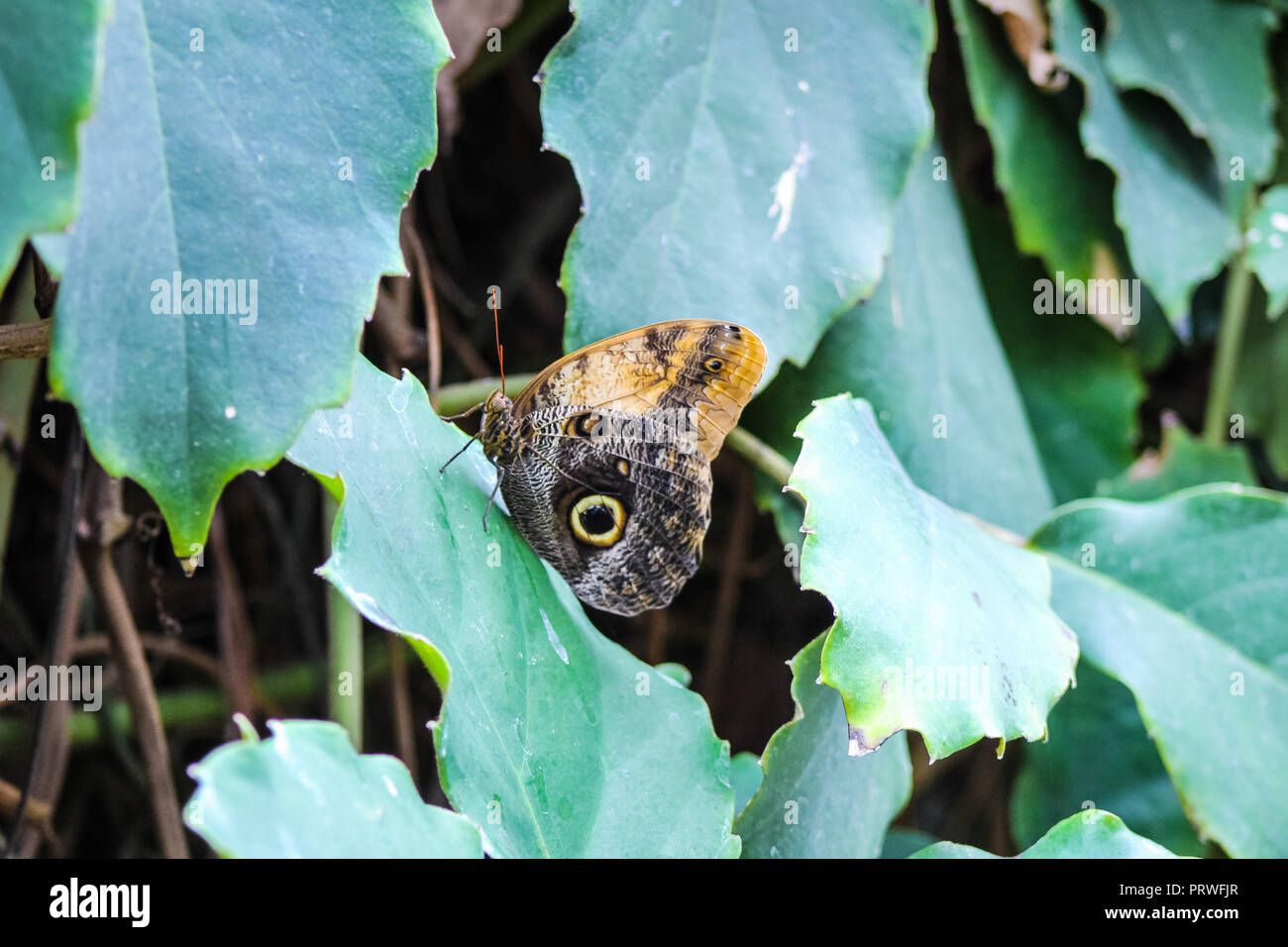 Beautiful butterfly in nature Stock Photo - Alamy