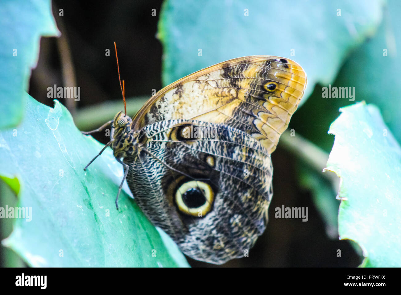 Brown butterfly resting Stock Photo - Alamy